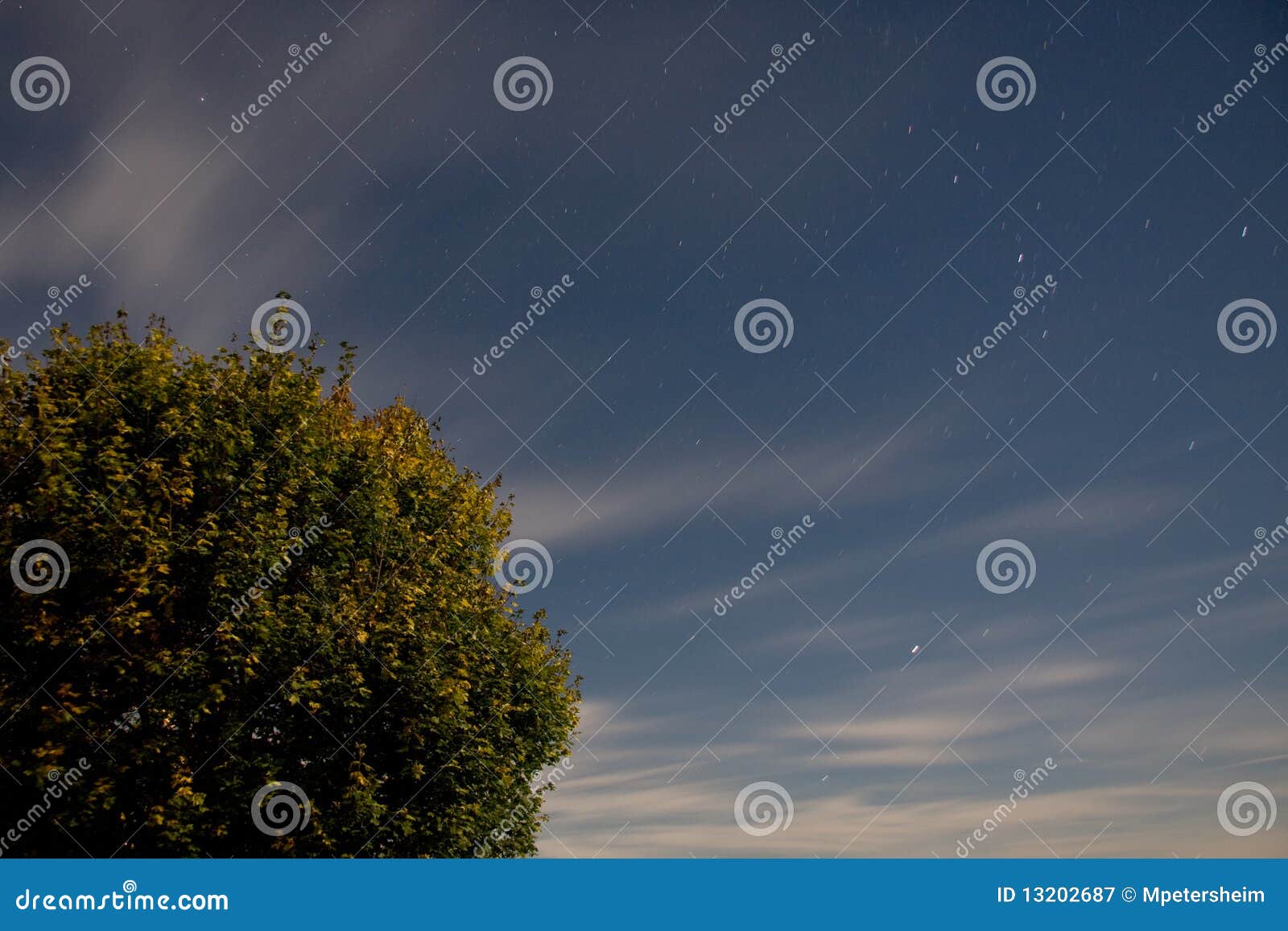Tree at night stock image. Image of stars, moving, bush - 13202687
