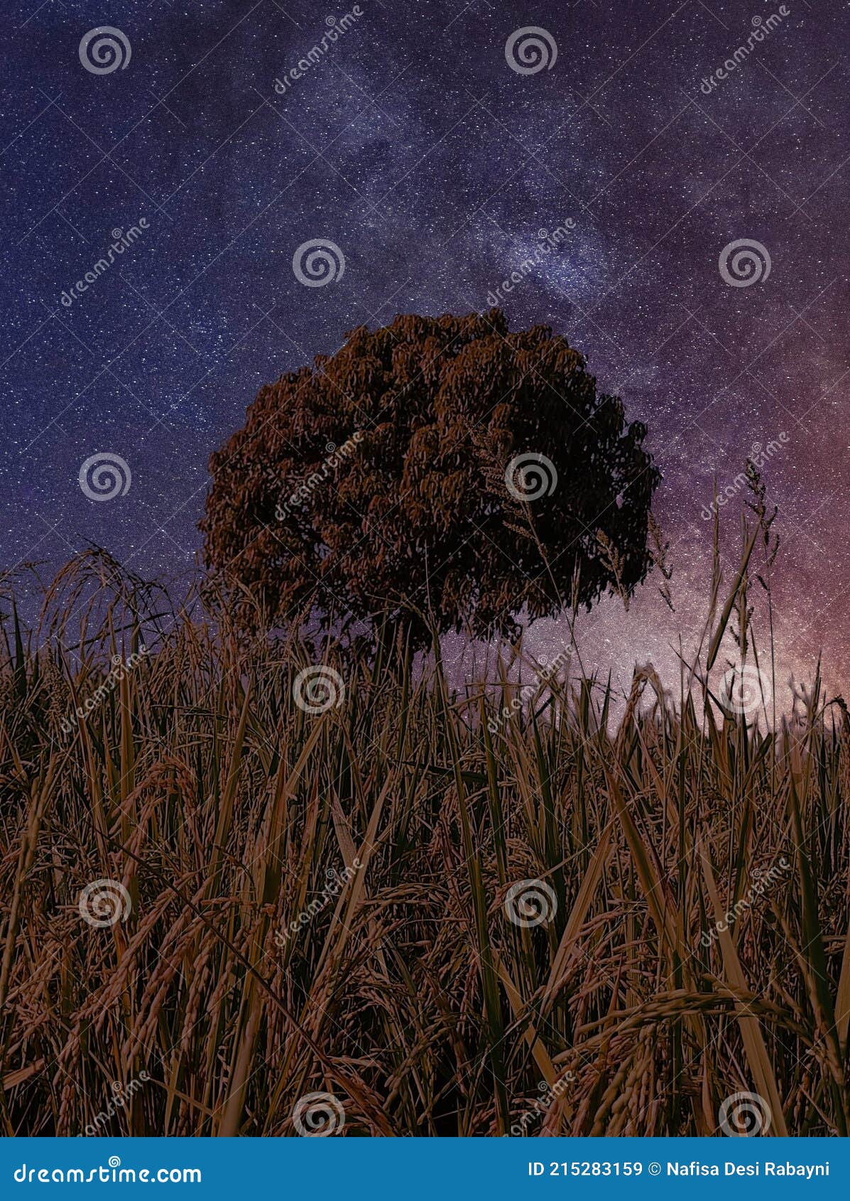 Tree in the night stock image. Image of night, plant - 215283159