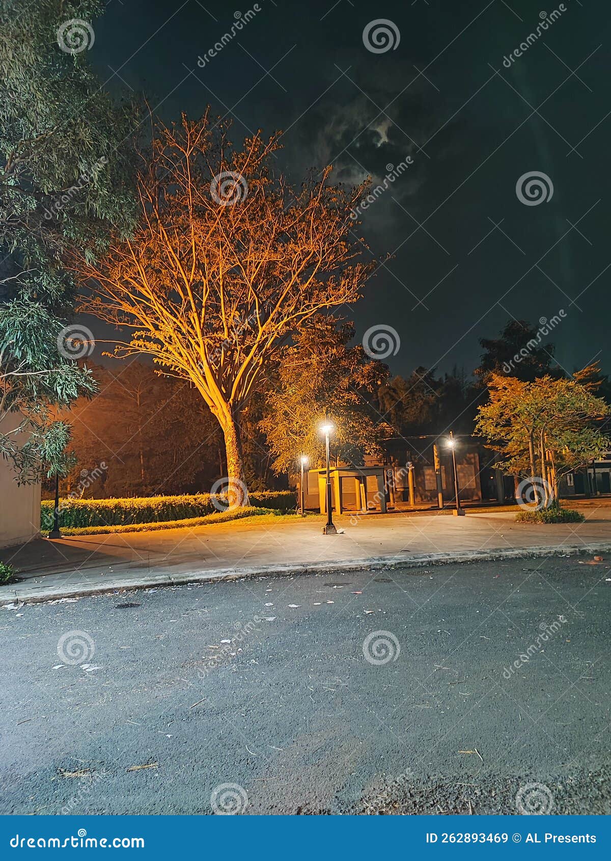 Tree at Night stock image. Image of ligh, tree, night - 262893469