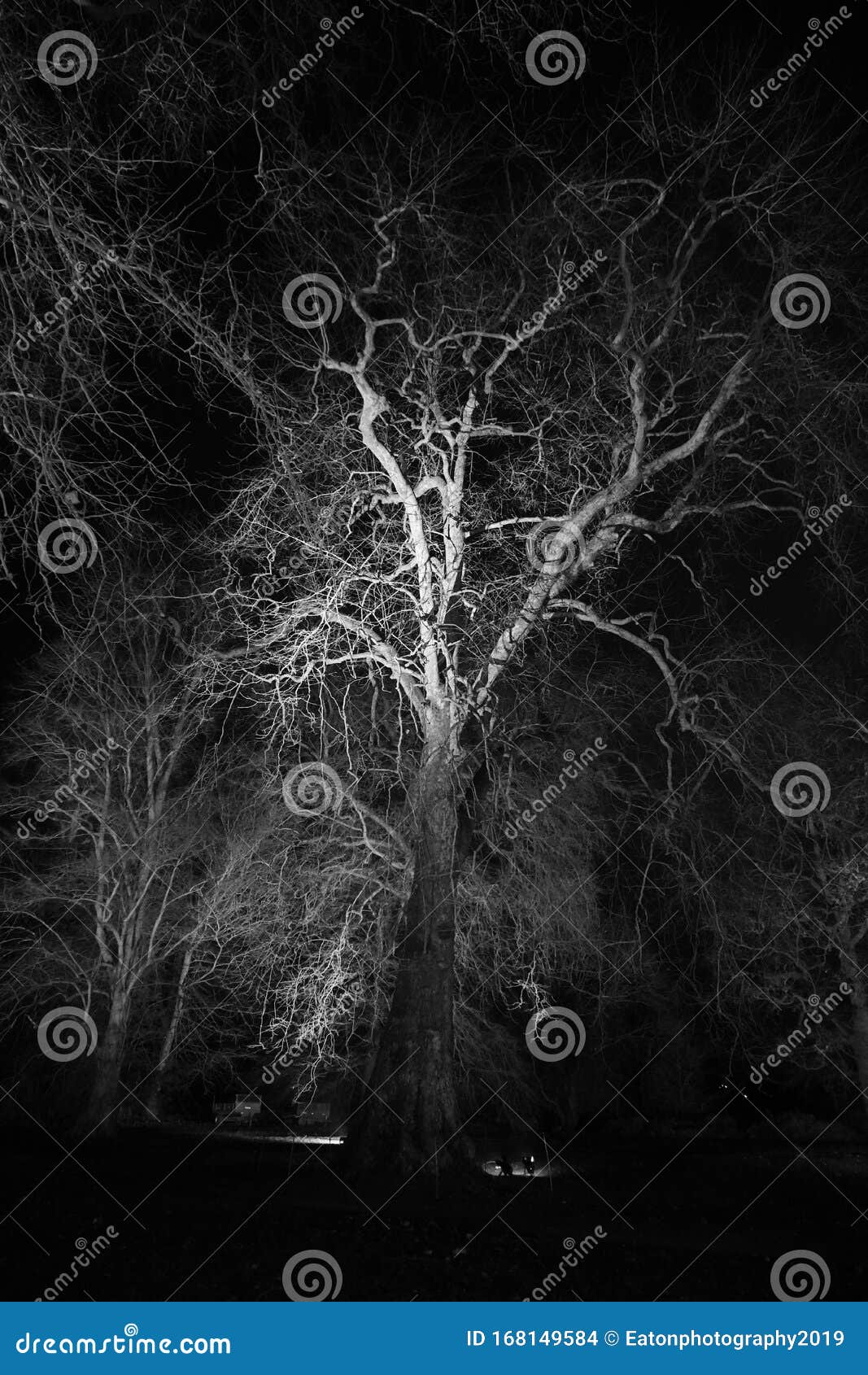 Tree at night stock photo. Image of walden, white, audley - 168149584