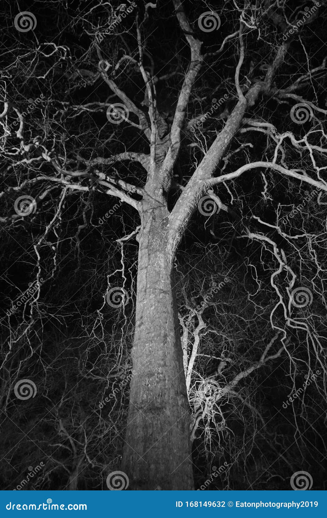 Tree at night stock photo. Image of essex, light, white - 168149632