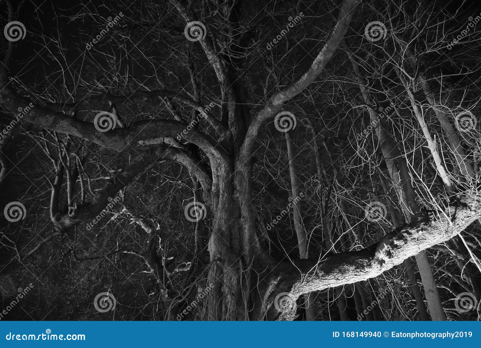 Tree at night stock photo. Image of essex, heritage - 168149940