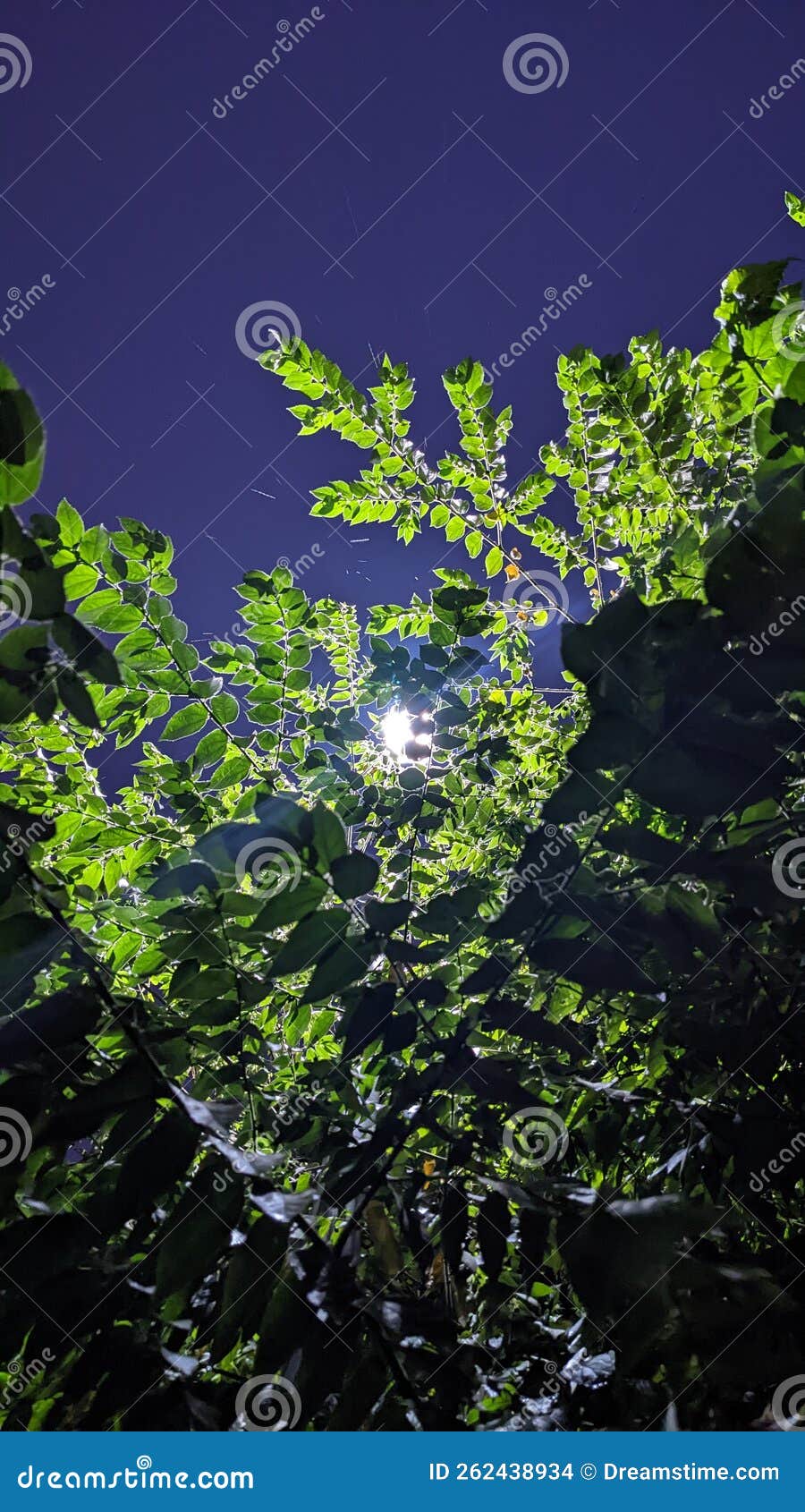 Tree Night by Hidden Lamp Get from Bottom Angle Stock Photo - Image of ...