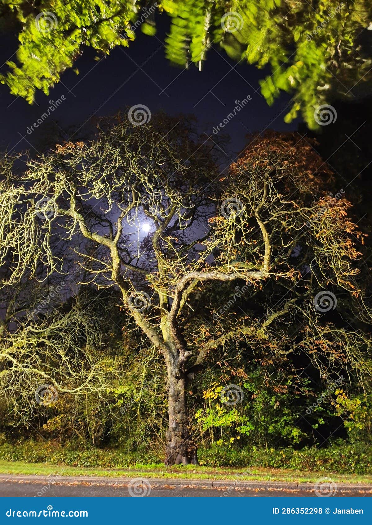 Tree in the Night Looking Like a Monster Stock Photo - Image of monster ...