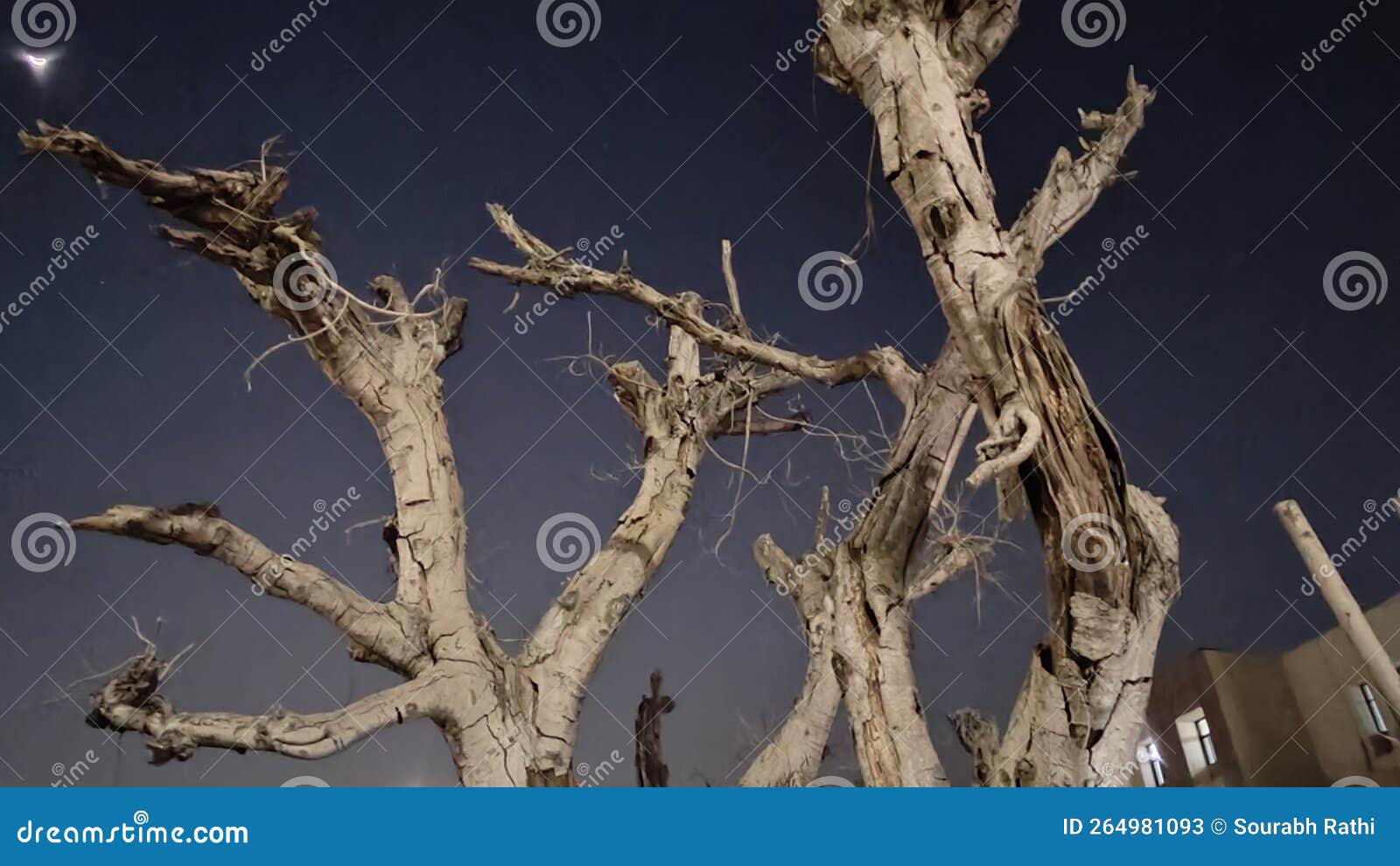 Tree at night looks bright stock image. Image of wood - 264981093