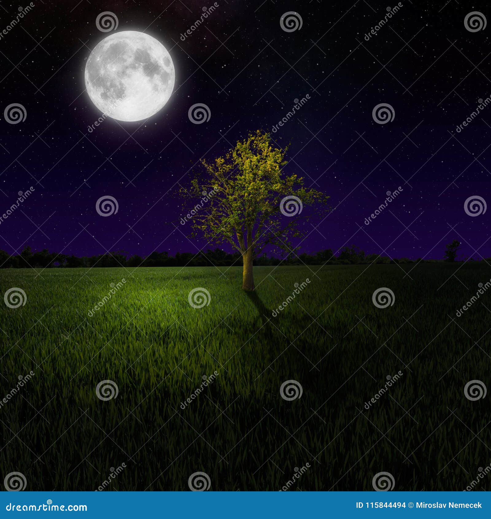 Tree on Night Meadow Lit by Moon Stock Photo - Image of plant, horizon ...