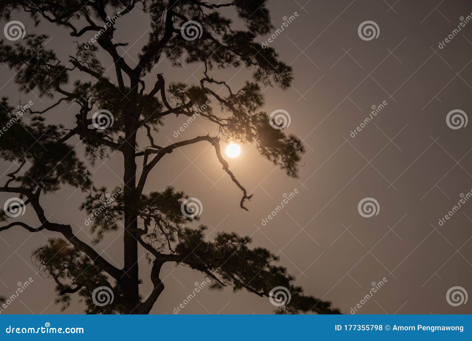 The Tree at Night with the Moon Background Stock Photo - Image of ...