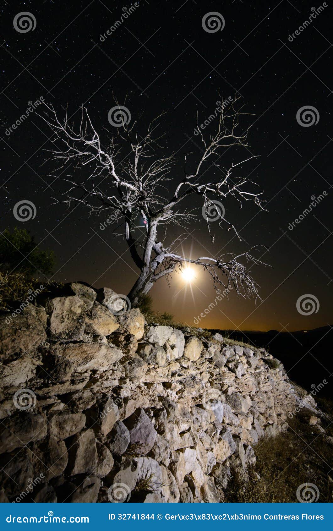 Tree At Night With The Moon In The Background Stock Images - Image ...