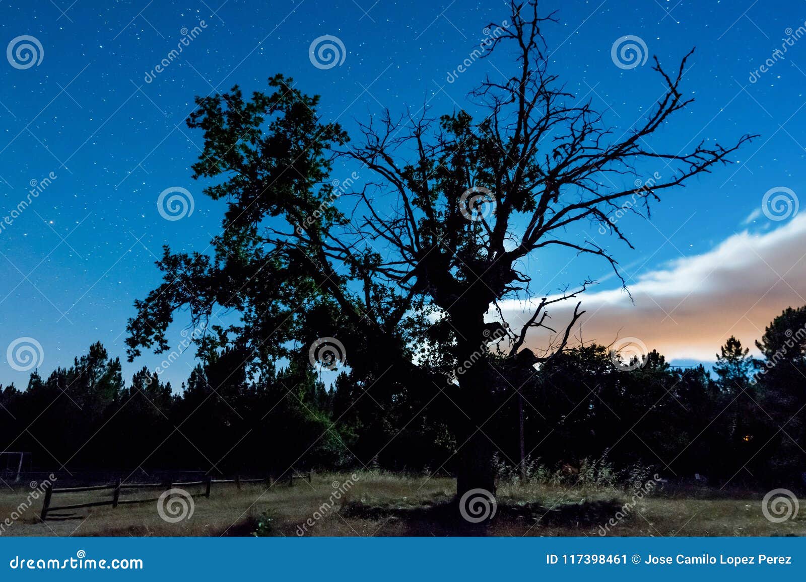 Tree at Night with Moonlight Stock Image - Image of night, clouds ...