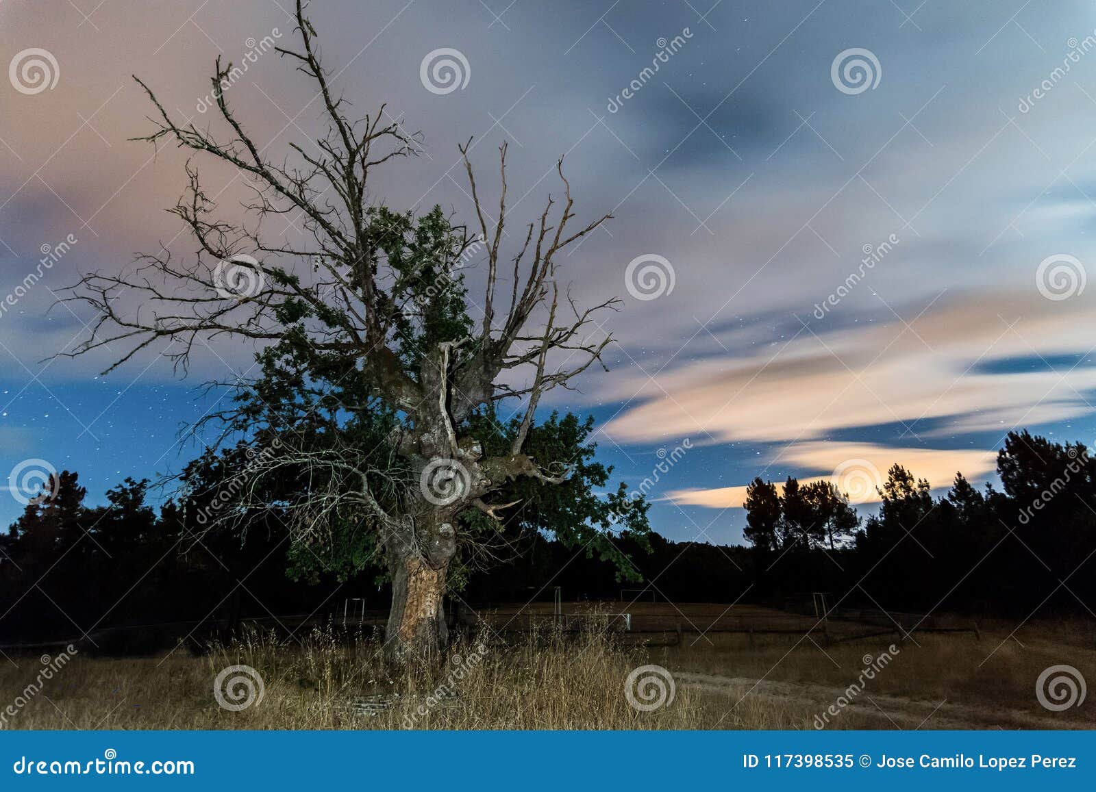 Tree at Night with Moonlight Stock Image - Image of moon, tree: 117398535