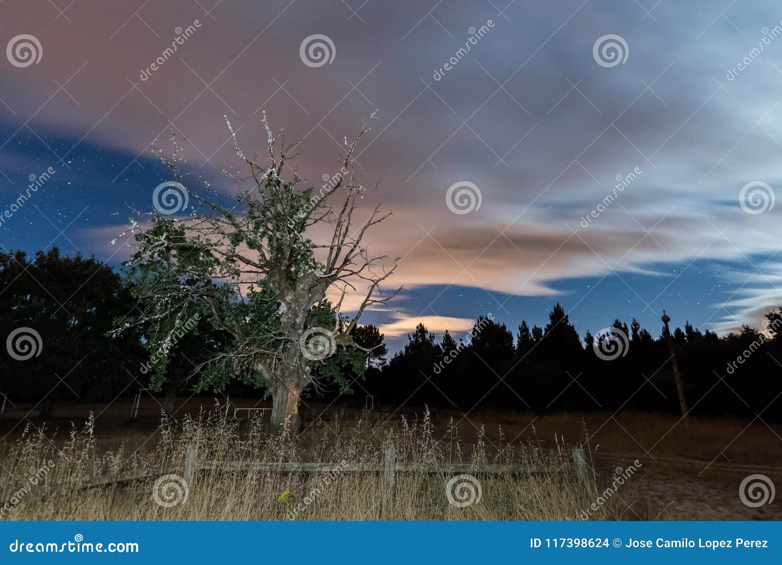Tree at Night with Moonlight Stock Photo - Image of moonlight, moon ...