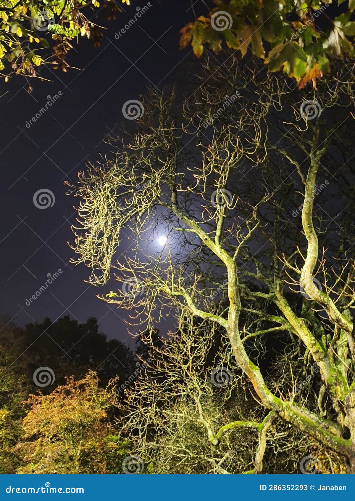 Tree in the Night with Moon Light through Stock Image - Image of ...