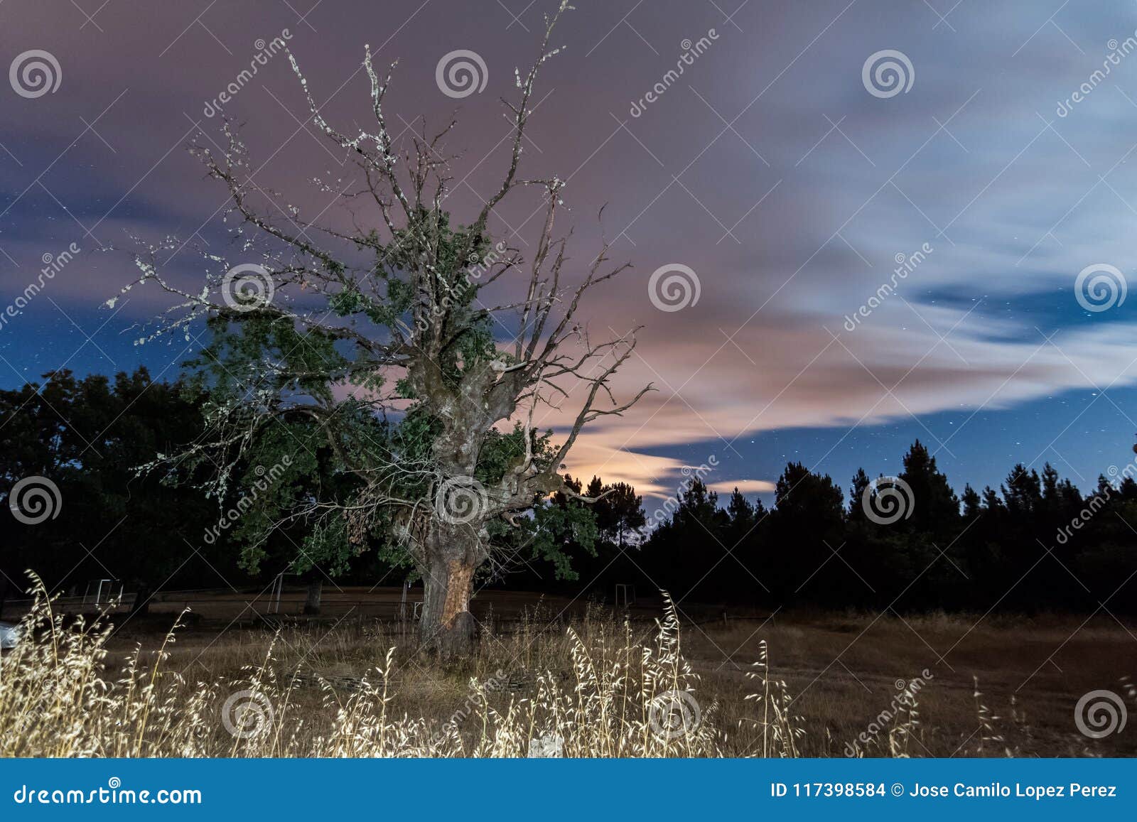 Tree at Night with Moonlight Stock Photo - Image of tree, night: 117398584
