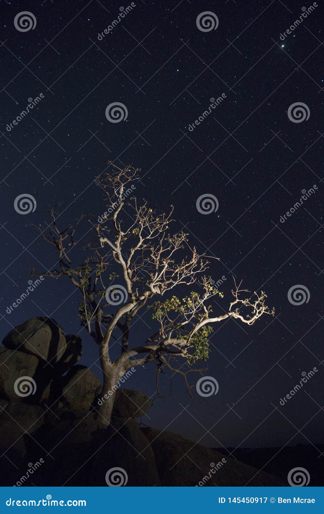 Tree at night in Namibia. stock image. Image of castle - 145450917