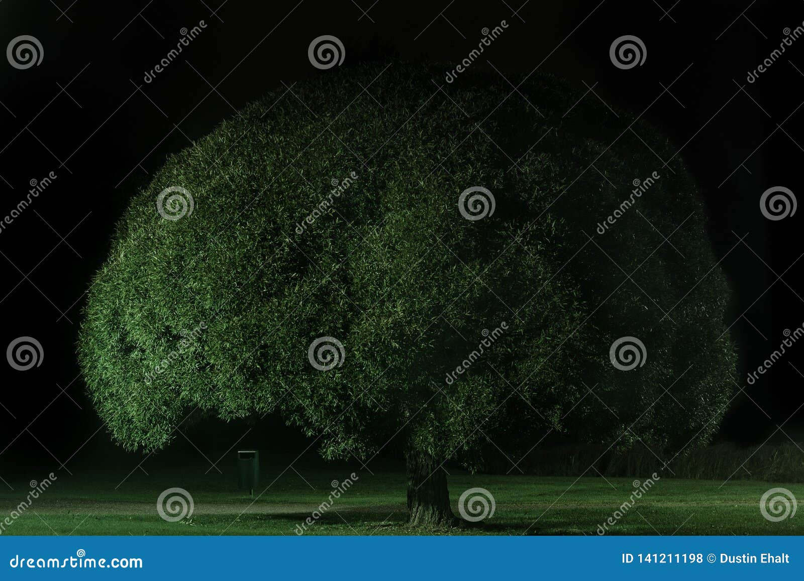 Tree at night stock photo. Image of light, evening, bright - 141211198