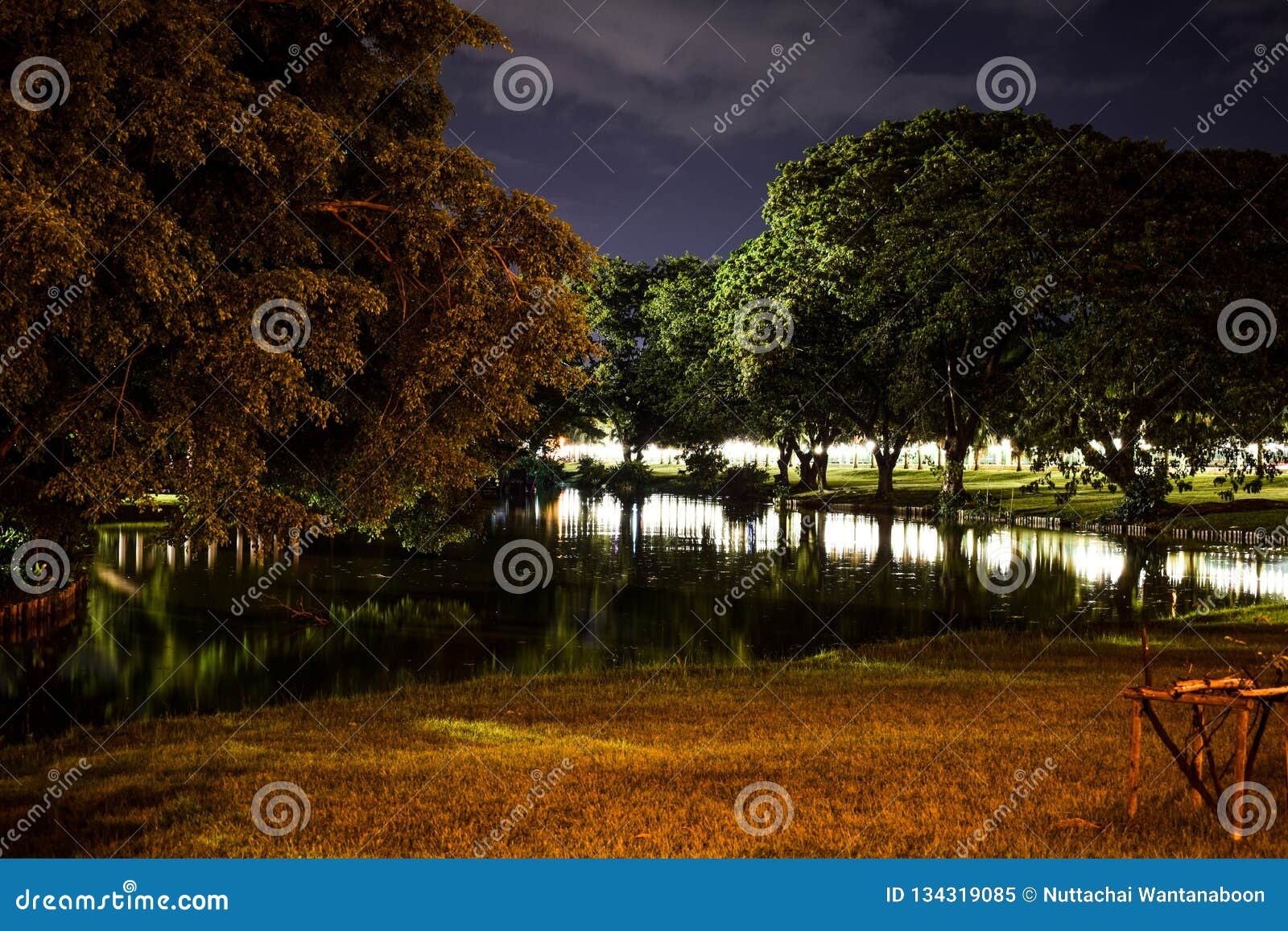 Tree in Night stock image. Image of city, botany, landscape - 134319085