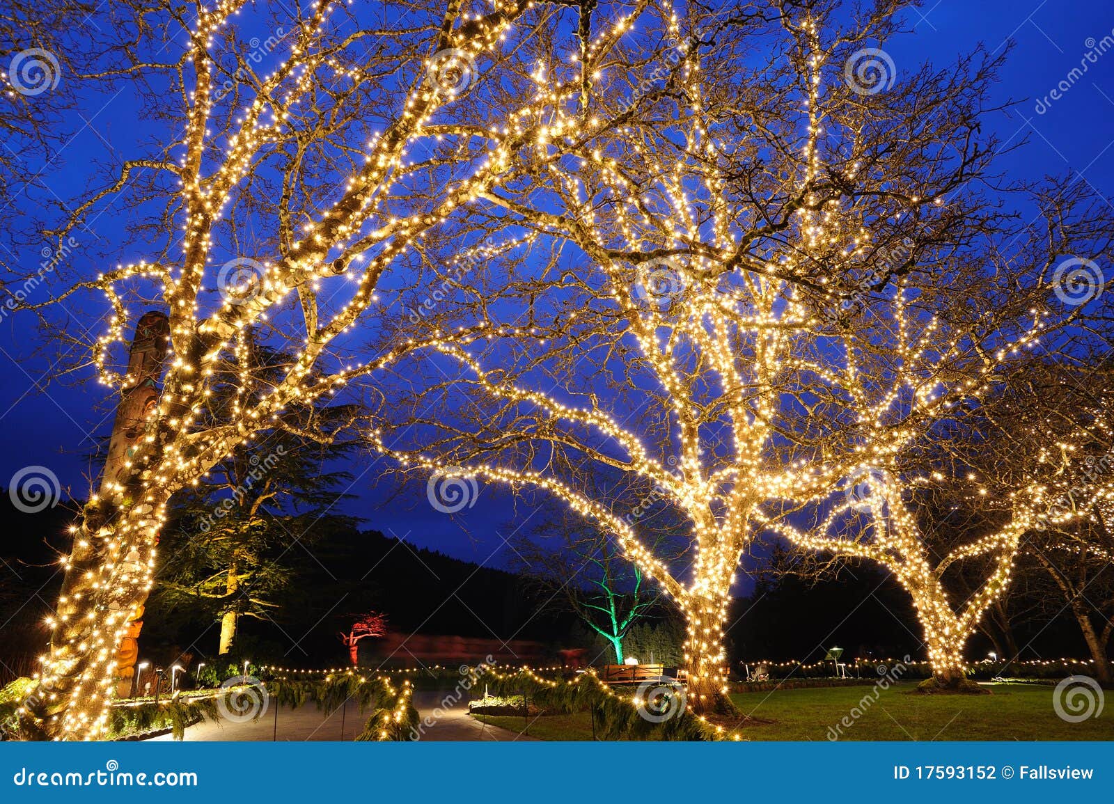Tree night scene stock photo. Image of nature, beautiful - 17593152