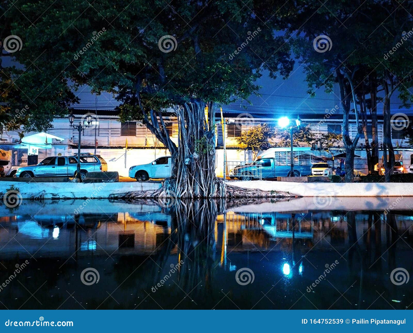 Tree with a Night Shot Along Canel Stock Image - Image of tree, water ...