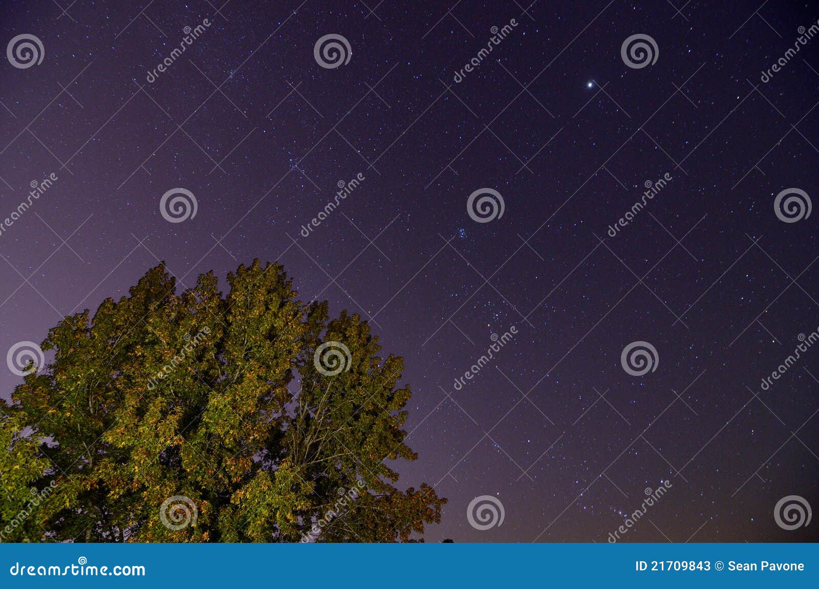 Tree and Night Sky stock image. Image of astronomy, outdoors - 21709843