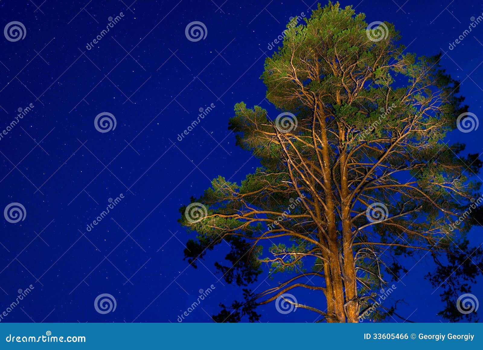 Tree in the night sky stock photo. Image of constellation - 33605466