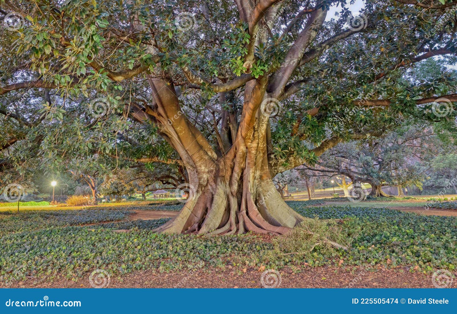 Wild Fig Tree at Night editorial stock image. Image of australia ...