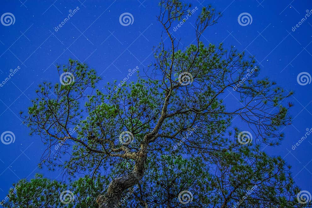 Tree stock image. Image of monument, tree, attraction - 69360097