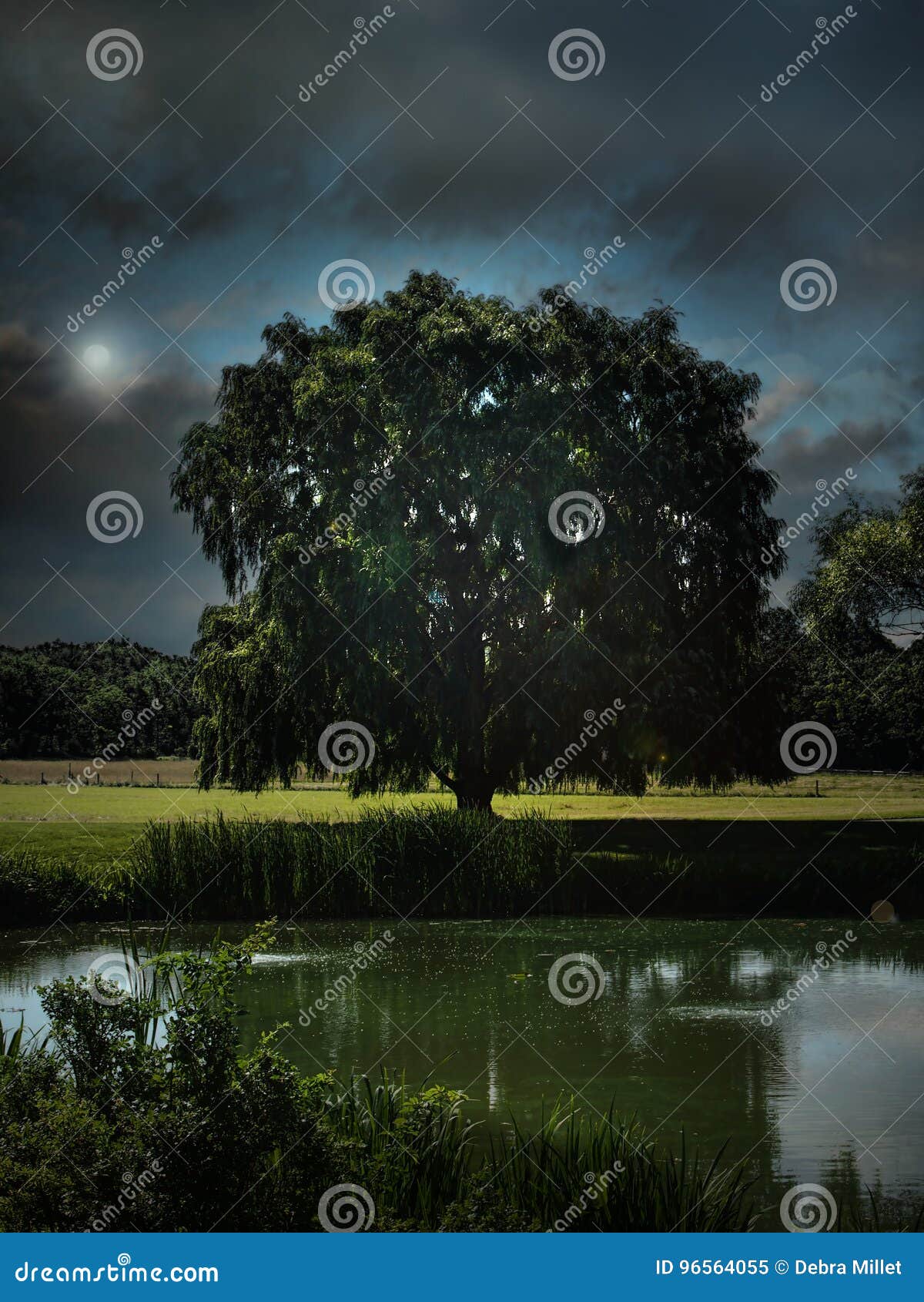 Tree at night stock image. Image of nature, countryside - 96564055