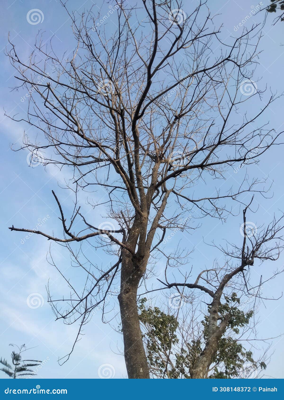 A Tree with No Leaves Against a Beautiful Sky Stock Photo - Image of ...