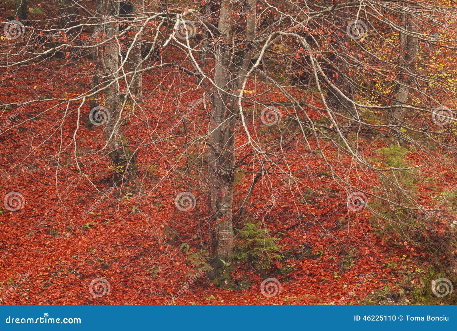 Tree with No Leaves in Late Autumn Stock Photo - Image of dirt, fall ...