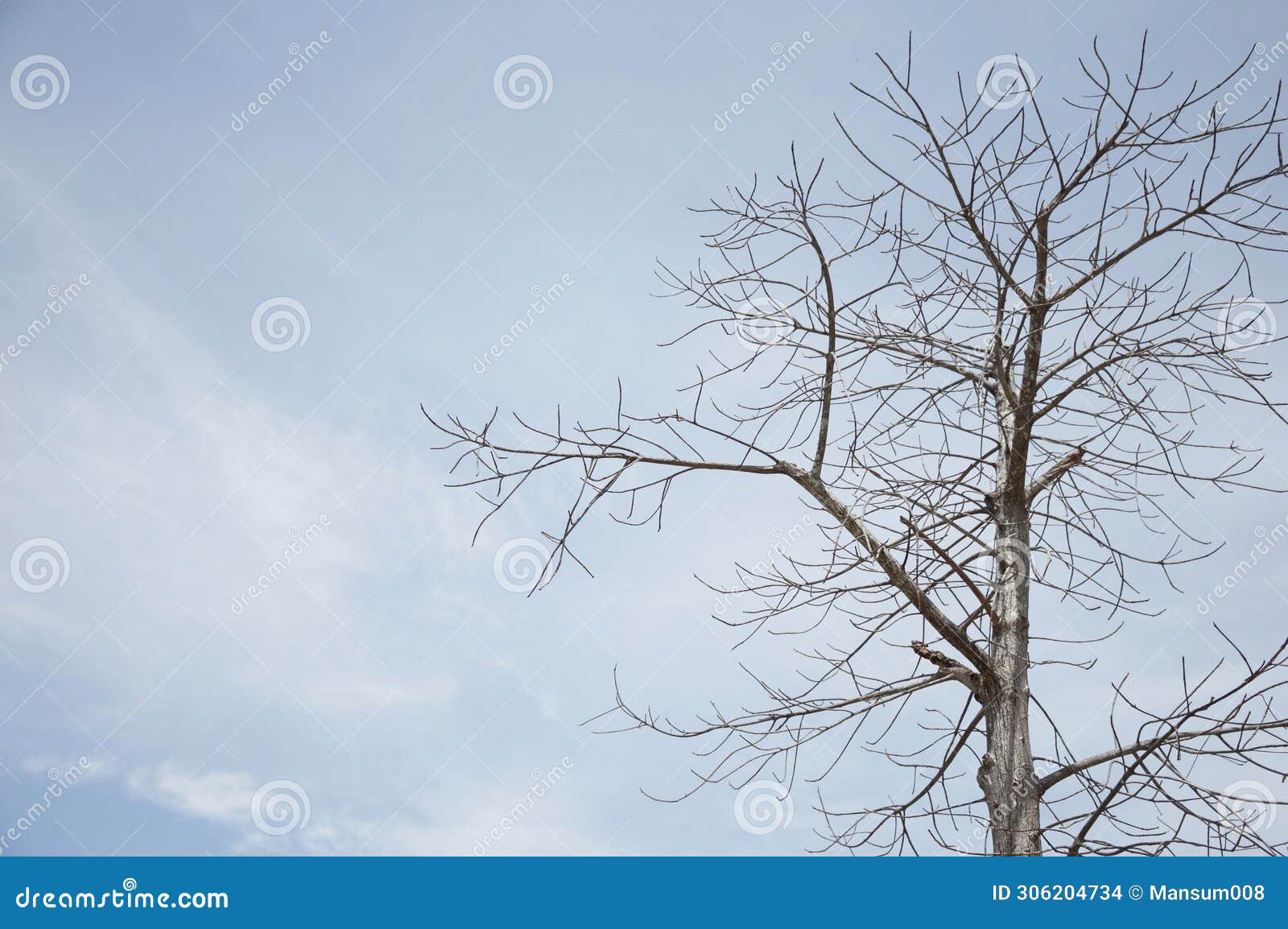 A Tree with No Leaves and a Sky Background Stock Photo - Image of ...