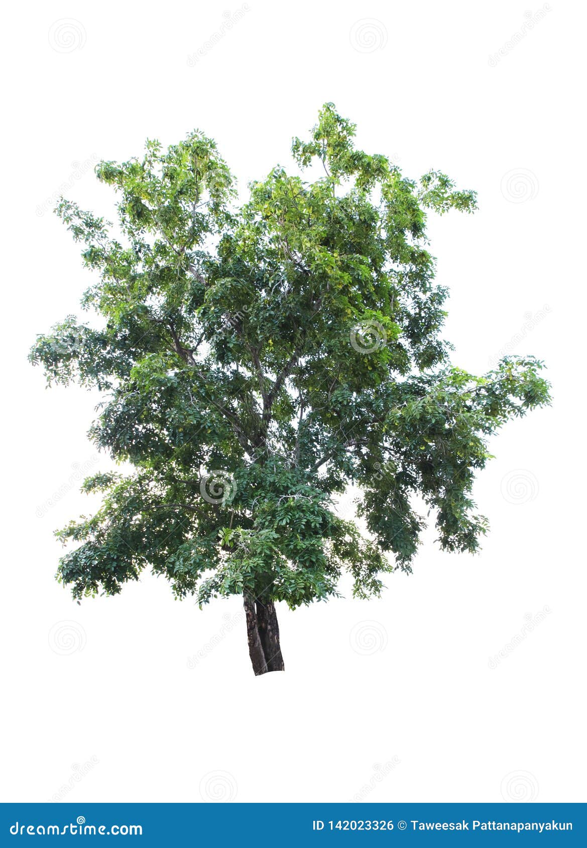 Tree no white background stock photo. Image of plant - 142023326