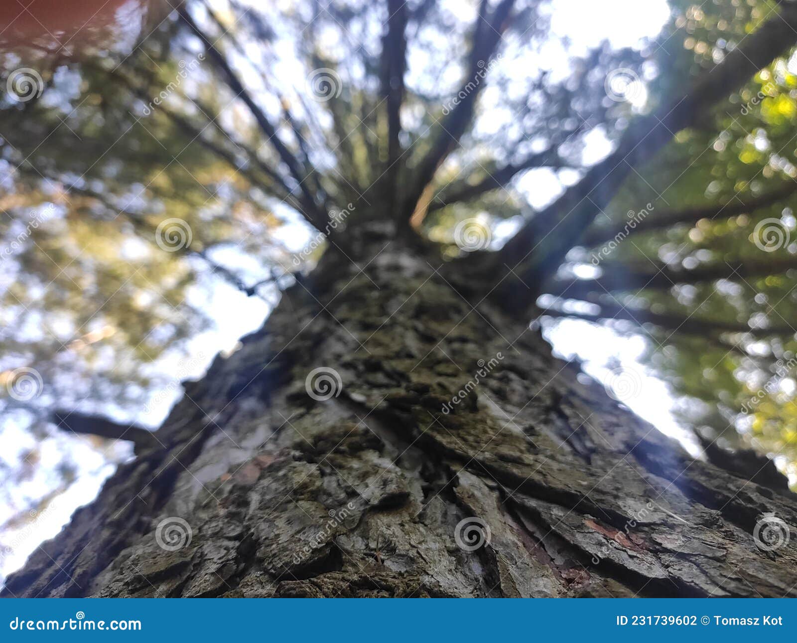 Tree stock photo. Image of woodland, leaf, normal, flower - 231739602