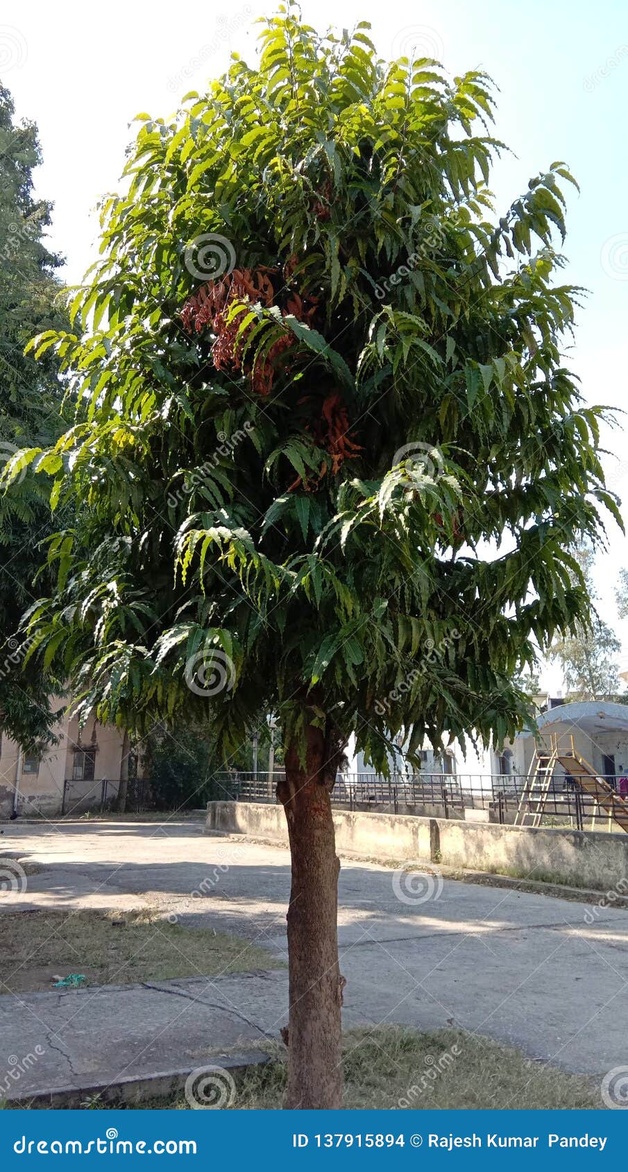 Ashoka tree stock photo. Image of normally, tree, streets - 137915894