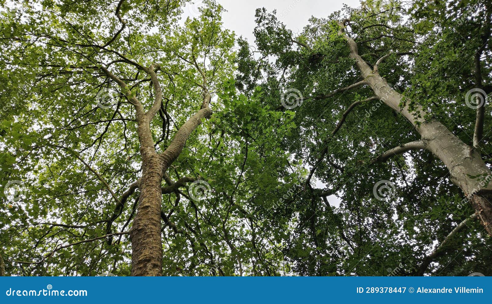 A tree, tilt shot. stock image. Image of shot, leaf - 289378447