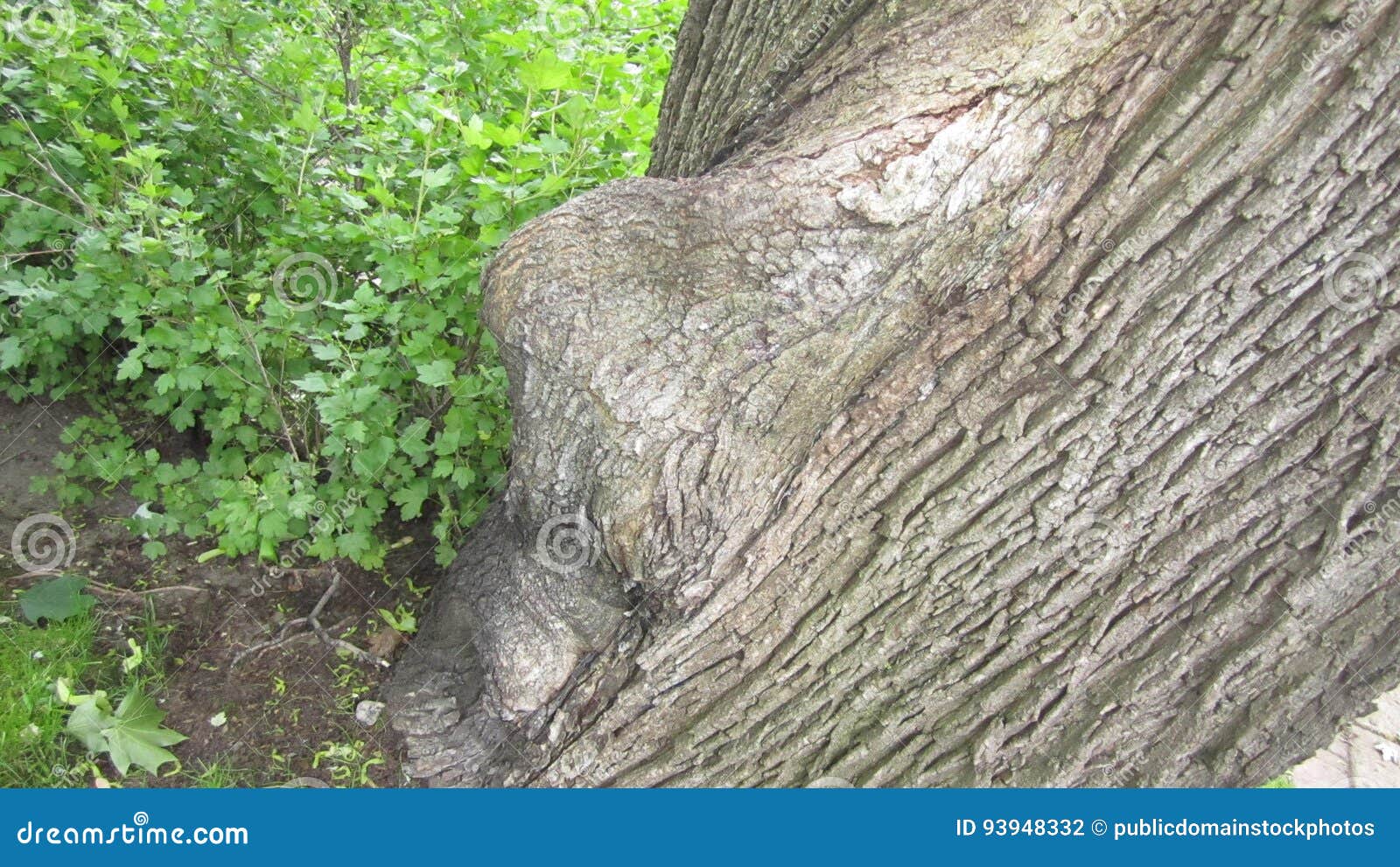 Tree Nose Picture. Image: 93948332