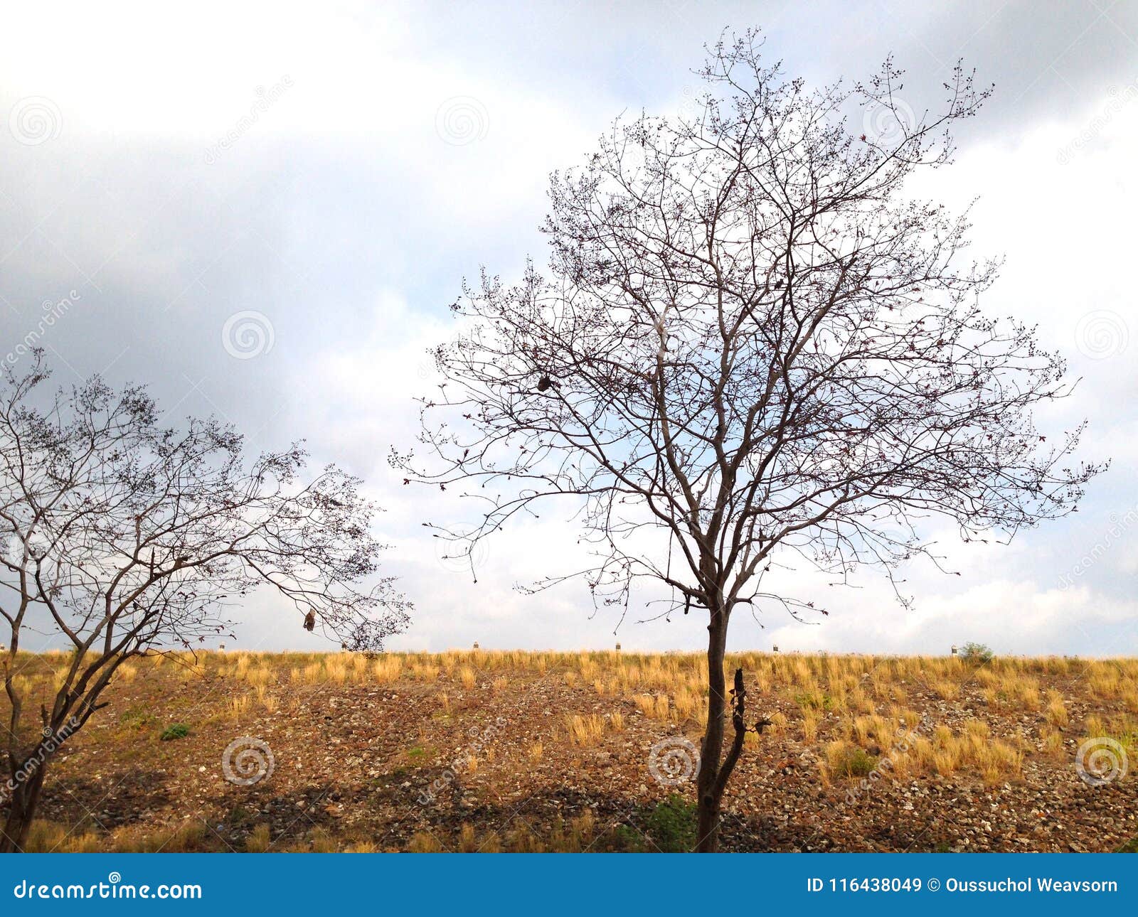 Tree is Not Leaves and Branch of Fall Leave Stock Image - Image of ...
