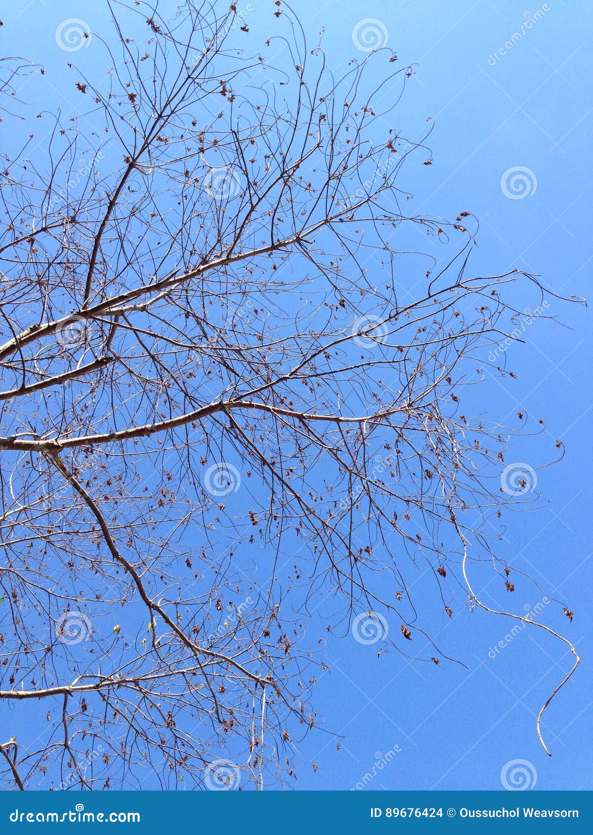 Tree is Not Leaves and Branch of Fall Leave Stock Photo - Image of ...