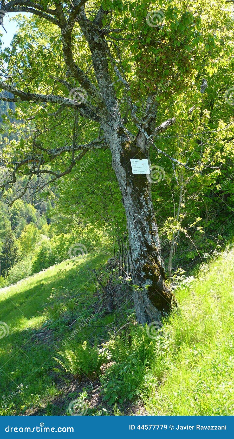 Tree notes stock image. Image of landscapes, design, surprise - 44577779