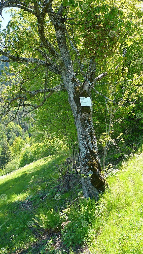 Tree notes stock image. Image of landscapes, design, surprise - 44577779