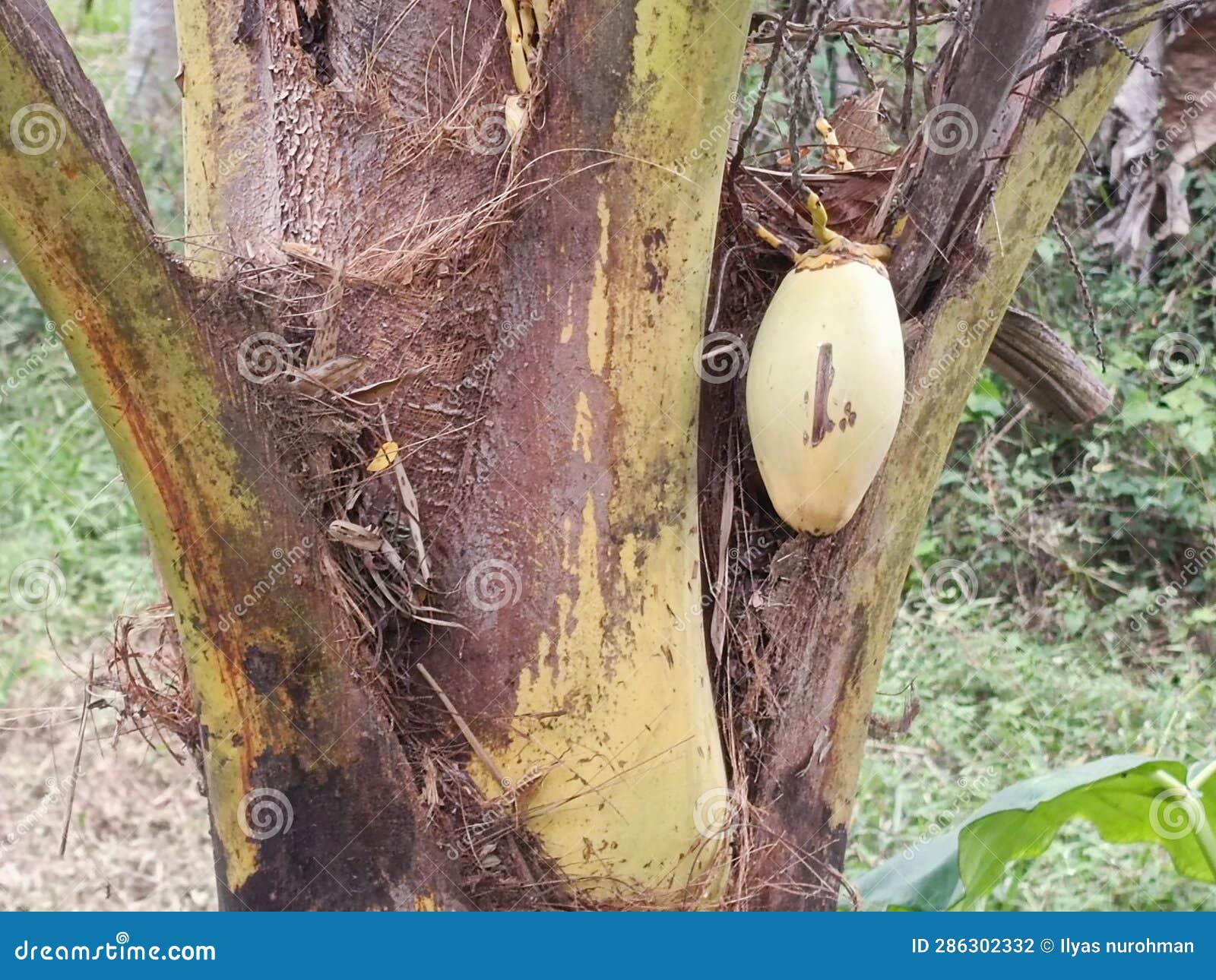 A Tree with a Number 2 on it Stock Photo - Image of number, soil: 286302332