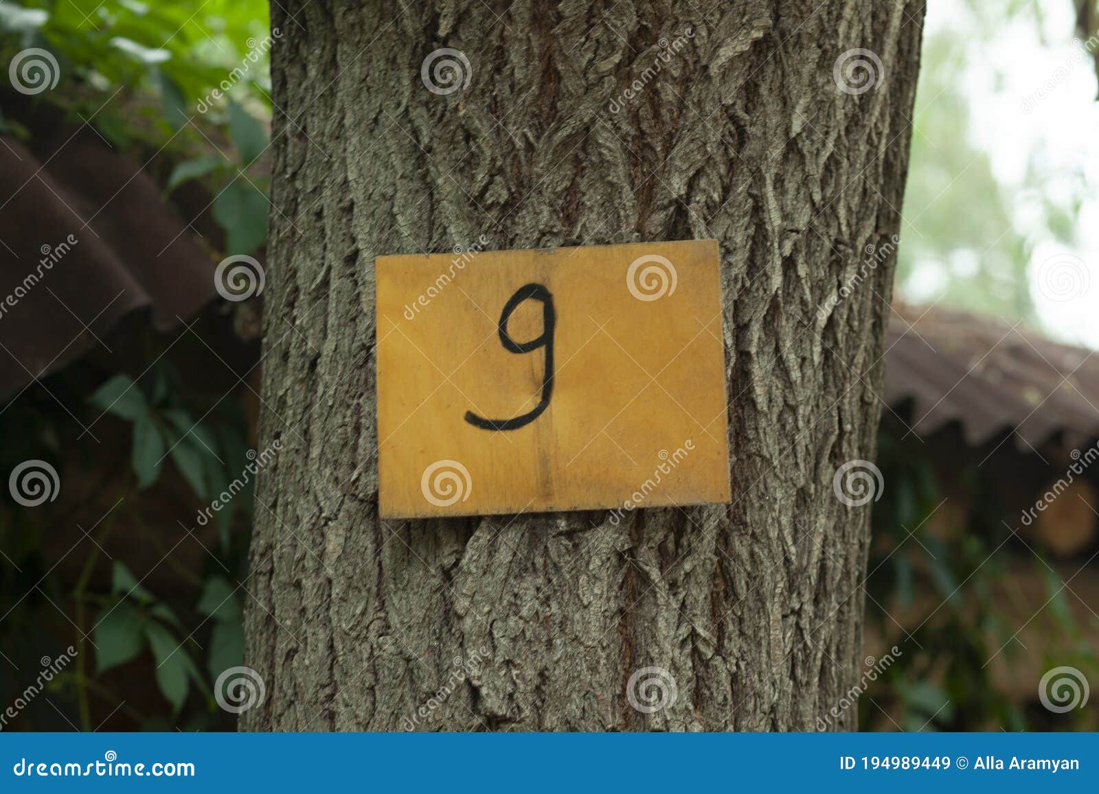 Tree Number Nine Has Been Chosen and Marked, Stock Image - Image of ...