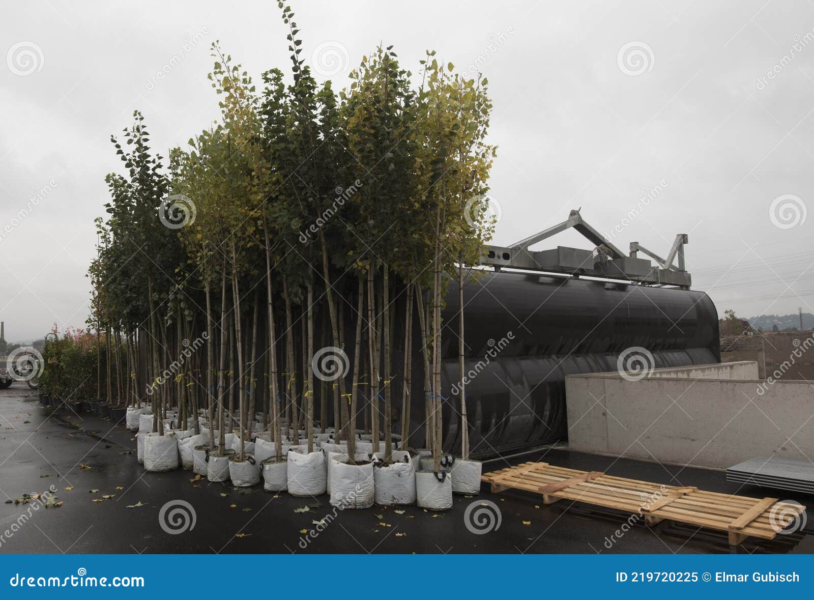 In a Tree Nursery or Arboriculture Stock Image - Image of plants ...