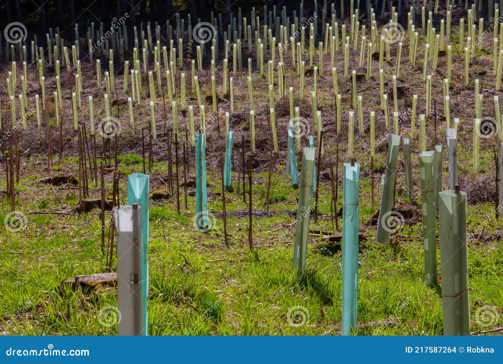 Tree Nursery in the Forest, Plastic Tubes Protecting Seedlings Stock ...