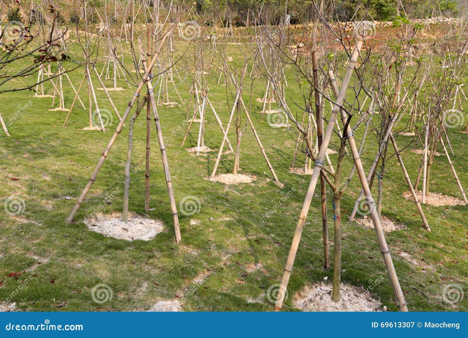 Tree nursery stock image. Image of perennial, landscape - 69613307