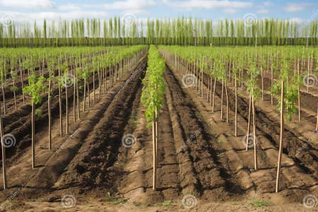 Tree Nursery with Rows of Young Trees Ready for Planting Stock ...
