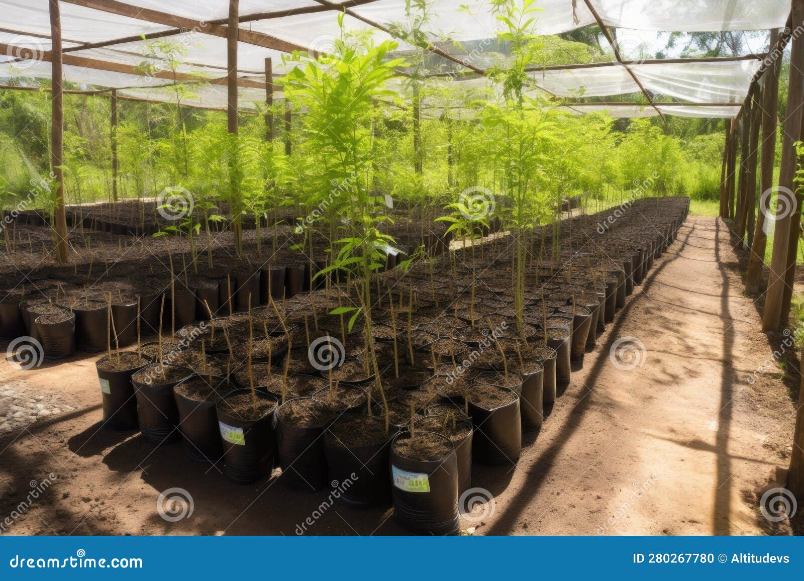 Tree Nursery, with Saplings in Pots Ready for Transplanting Stock Photo ...