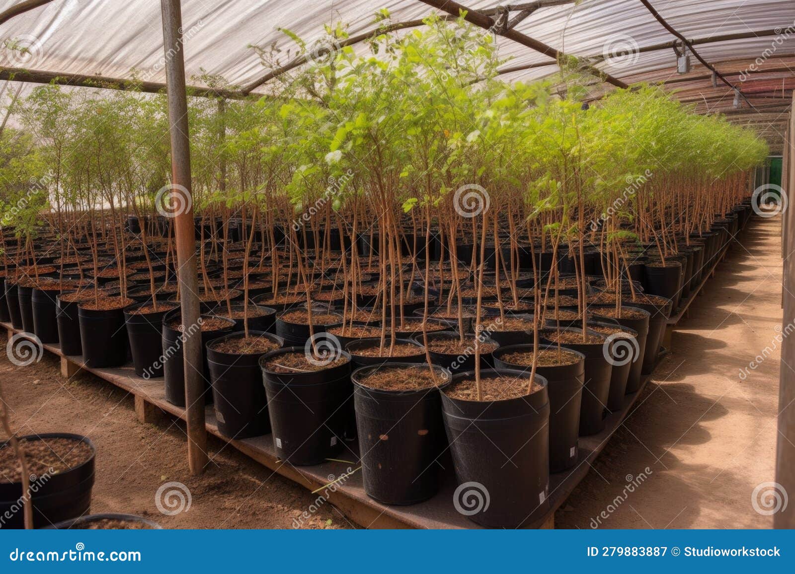 Tree Nursery, With Saplings In Pots Ready For Transplanting Stock Photo ...