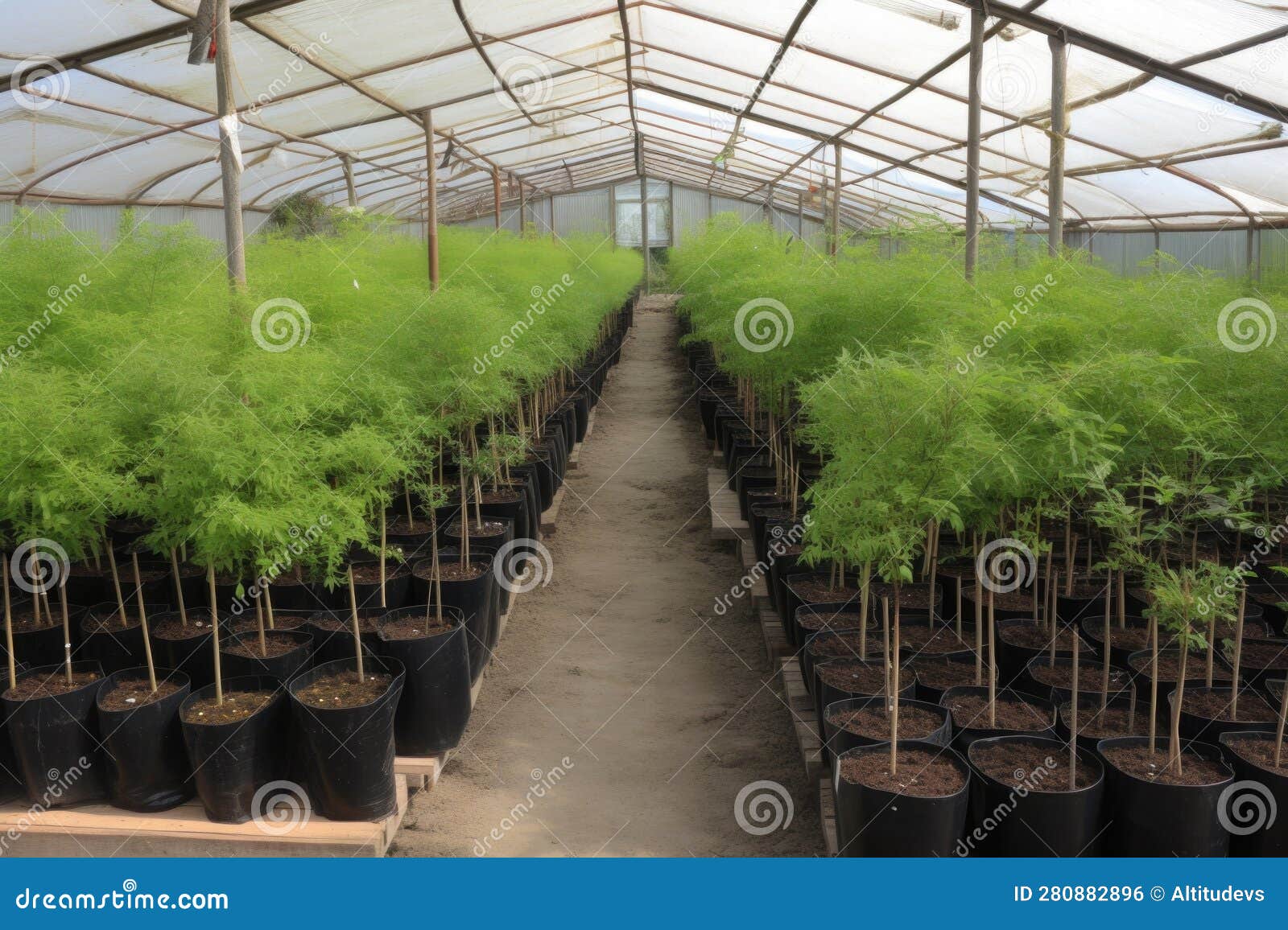 Tree Nursery, with Saplings in Pots Ready for Transplanting Stock ...