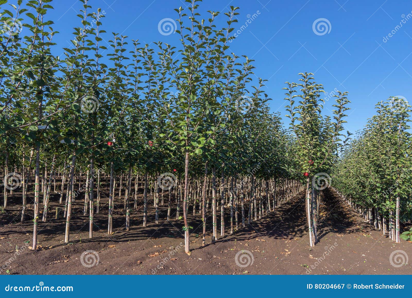 Tree Nursery with Young Apple Trees Stock Image - Image of plant ...