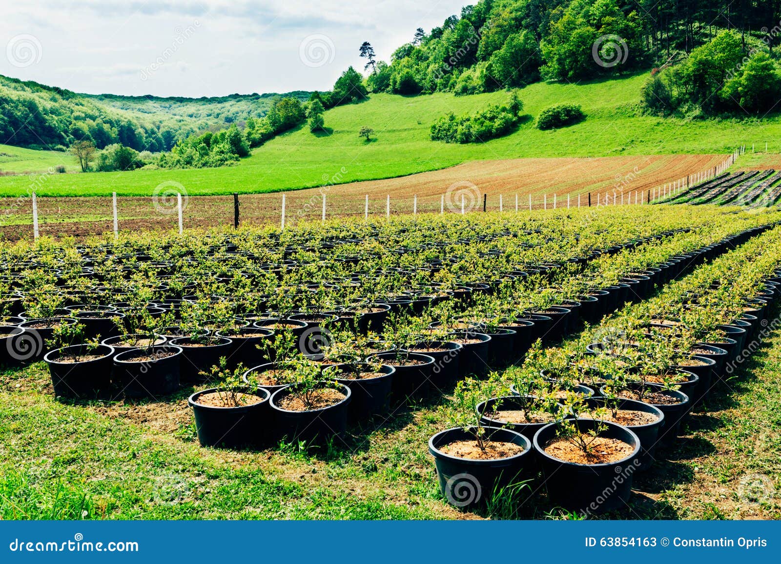 Tree nursery stock image. Image of growing, farm, arboretum - 63854163